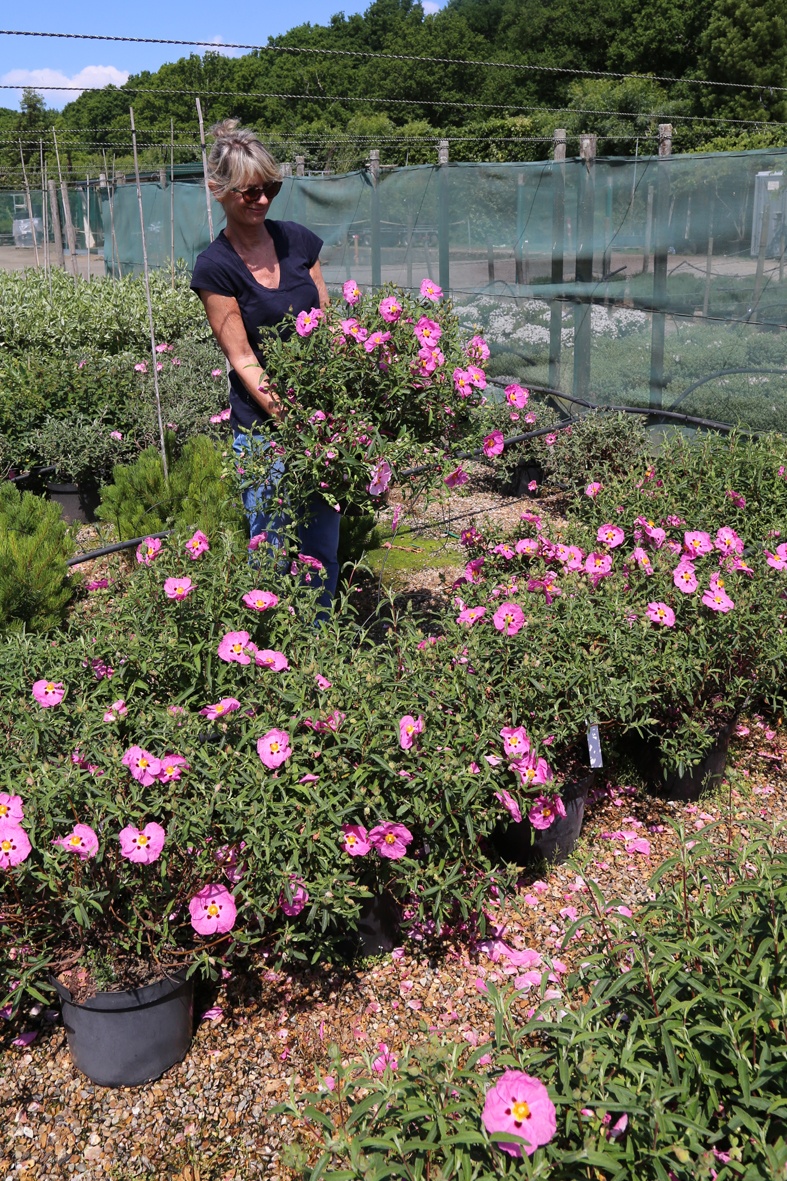 PLANTS