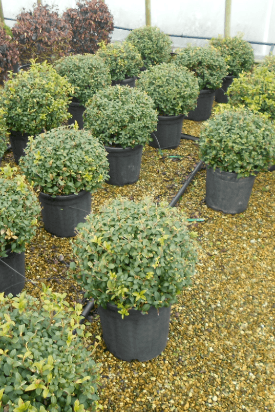 PLANTS PLANTS